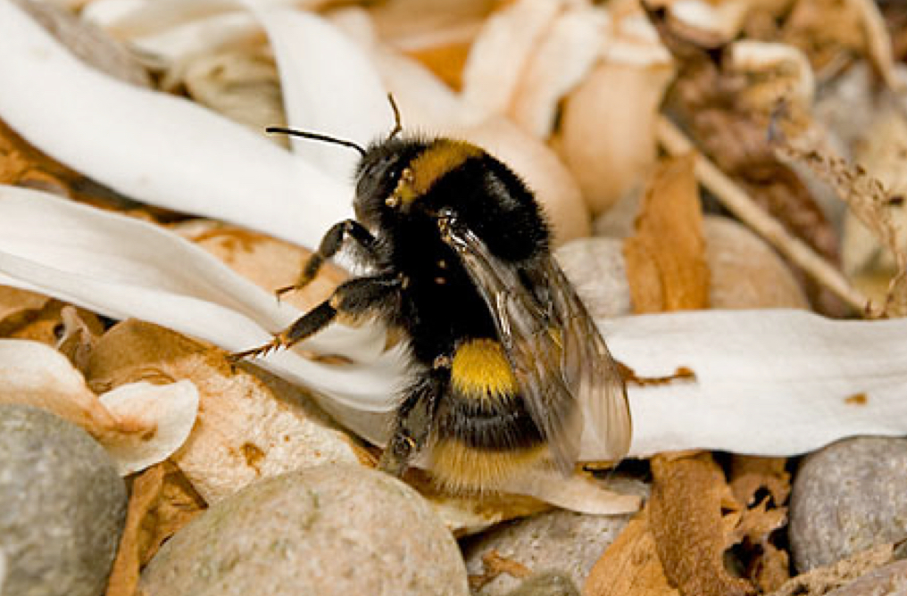 Some Early Spring Bees | Stonebridge Allotment Society