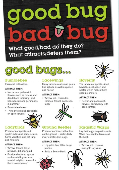 Bees and Bugs | Stonebridge Allotment Society