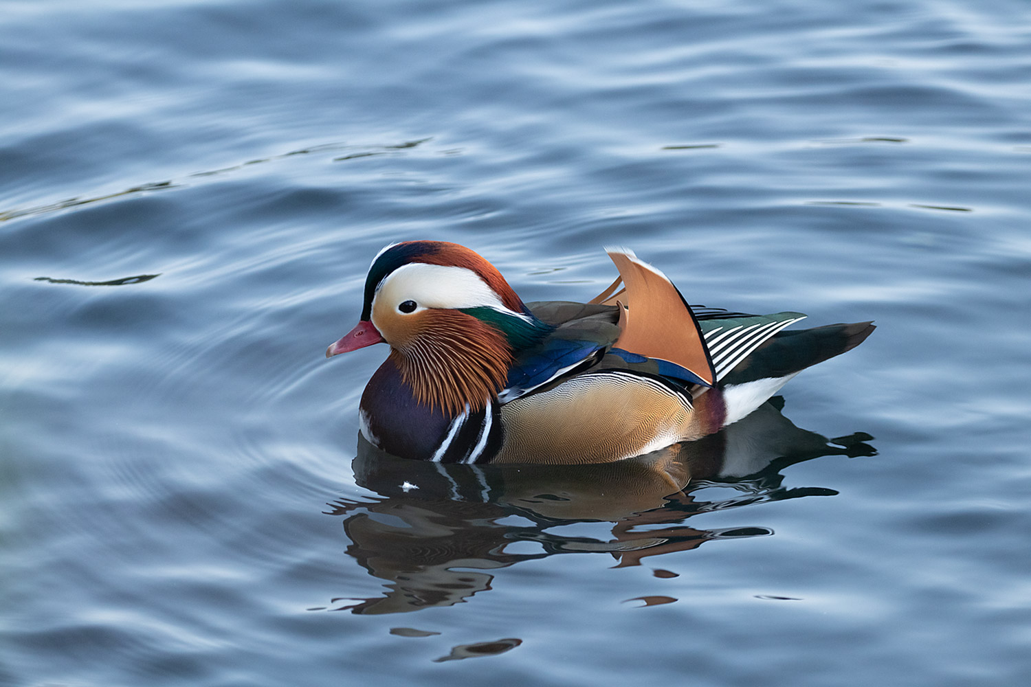 An Exotic Visitor to the Pond | Stonebridge Allotment Society