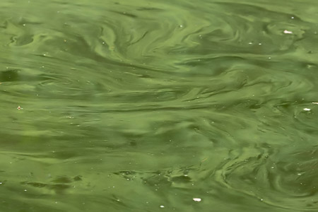 Pond Scum | Stonebridge Allotment Society