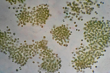 Pond Scum | Stonebridge Allotment Society