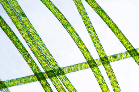 Pond Scum | Stonebridge Allotment Society